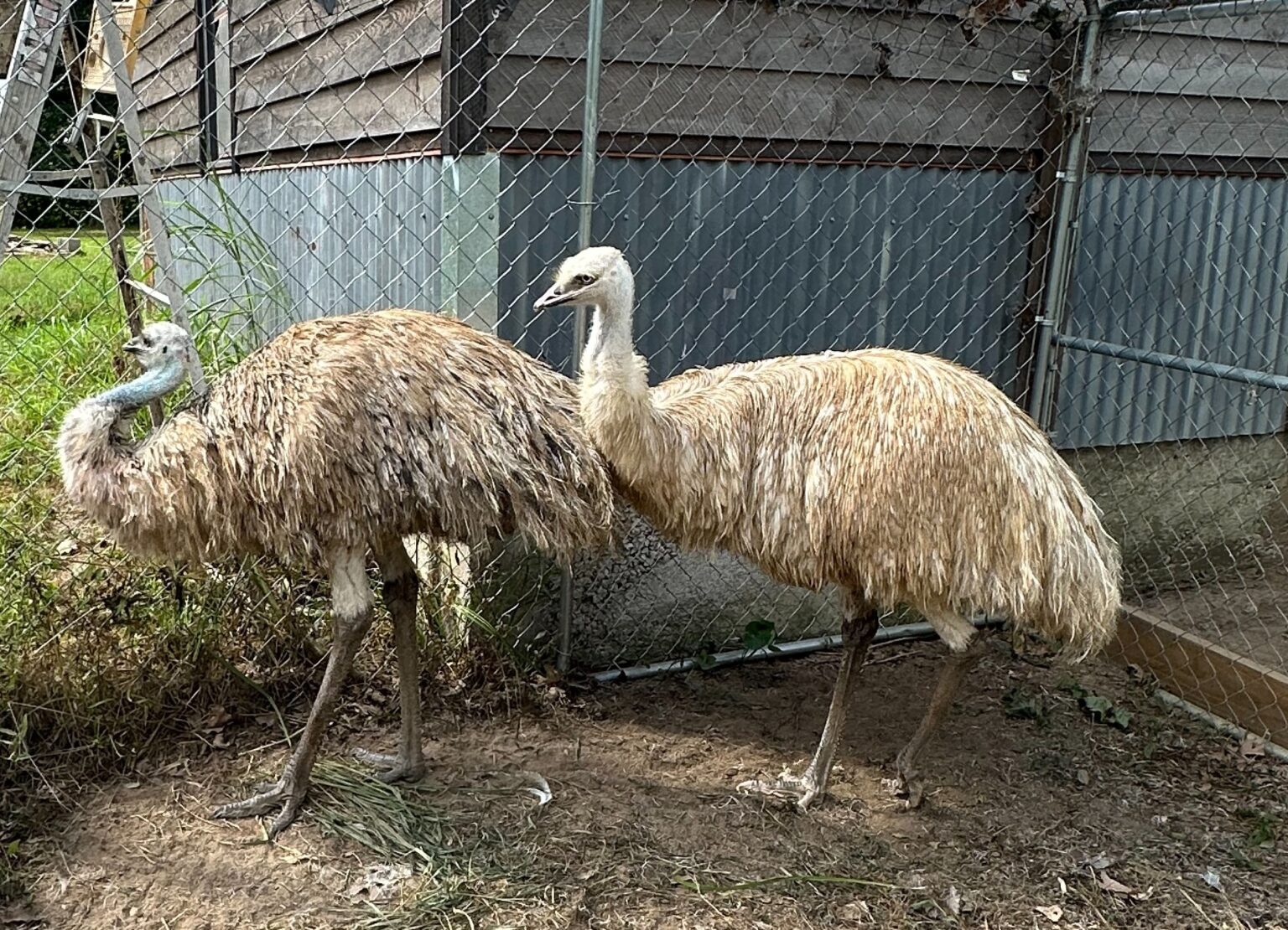 Emu - Jordan Family Farms