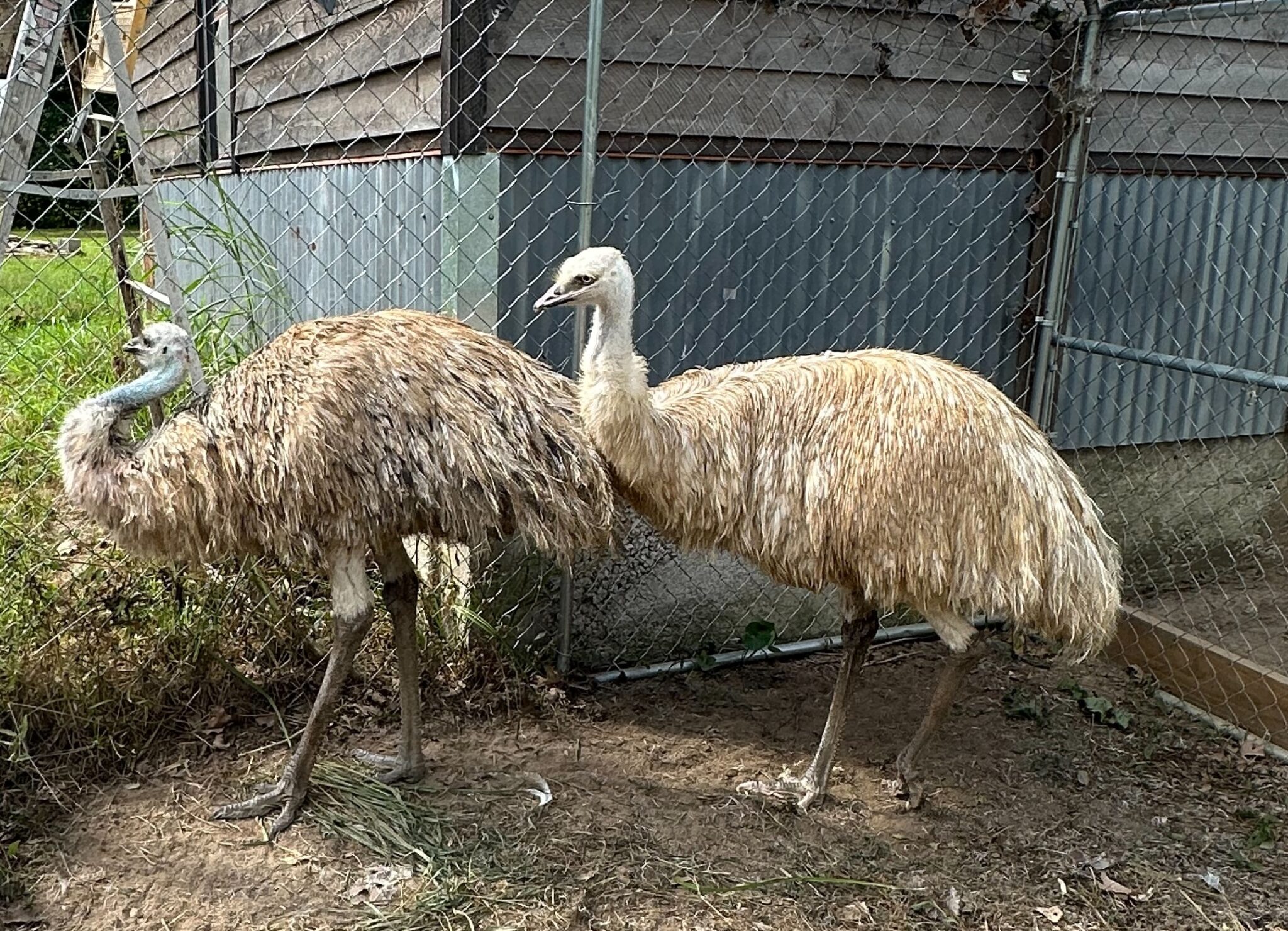 Emu - Jordan Family Farms