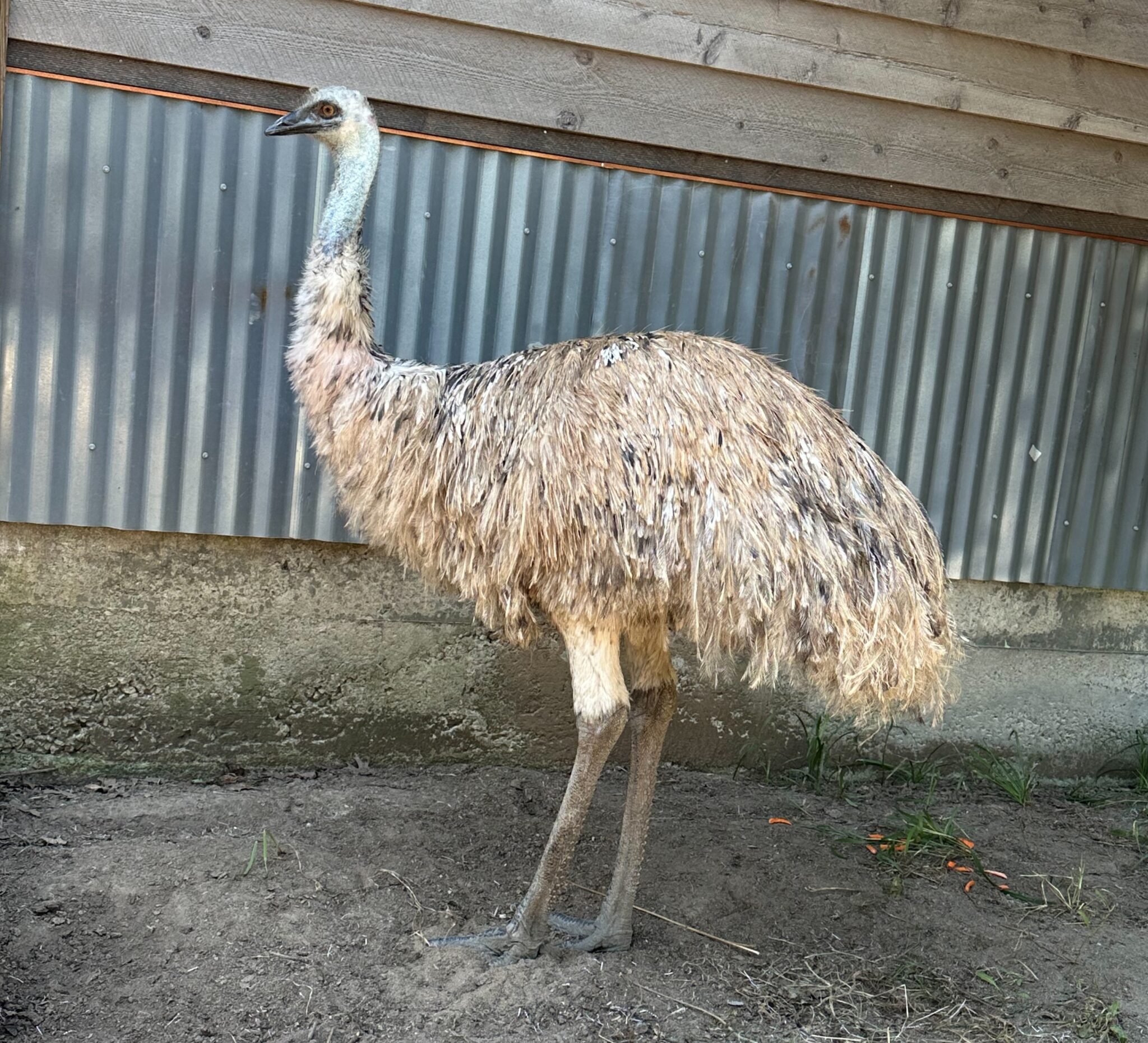 Emu - Jordan Family Farms