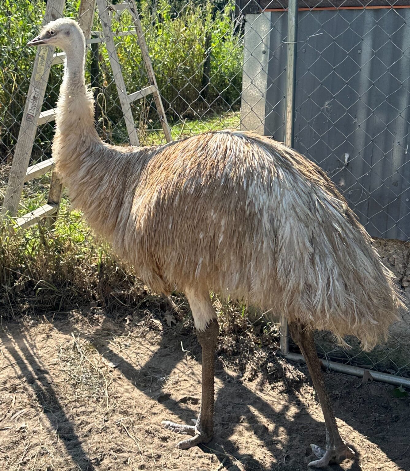 Emu - Jordan Family Farms