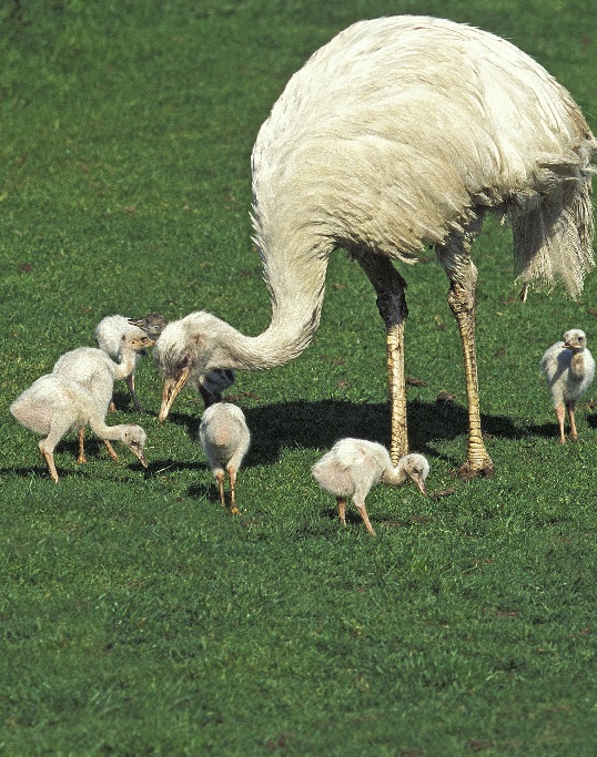 Emu - Jordan Family Farms